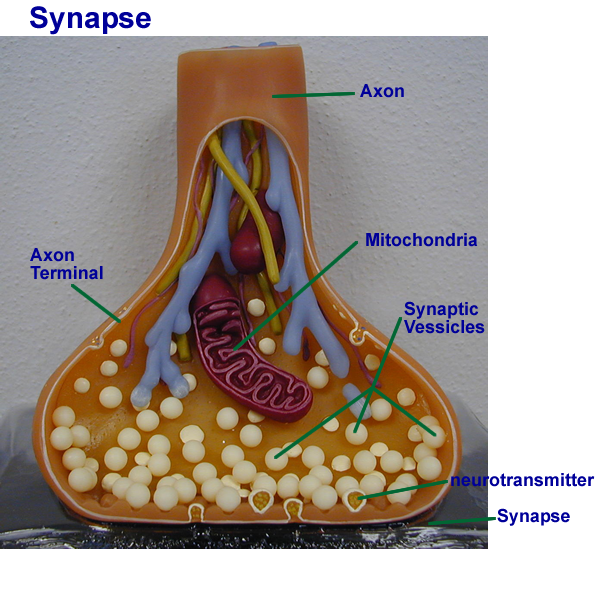 Neuron Telodendria Anatomy Diagram